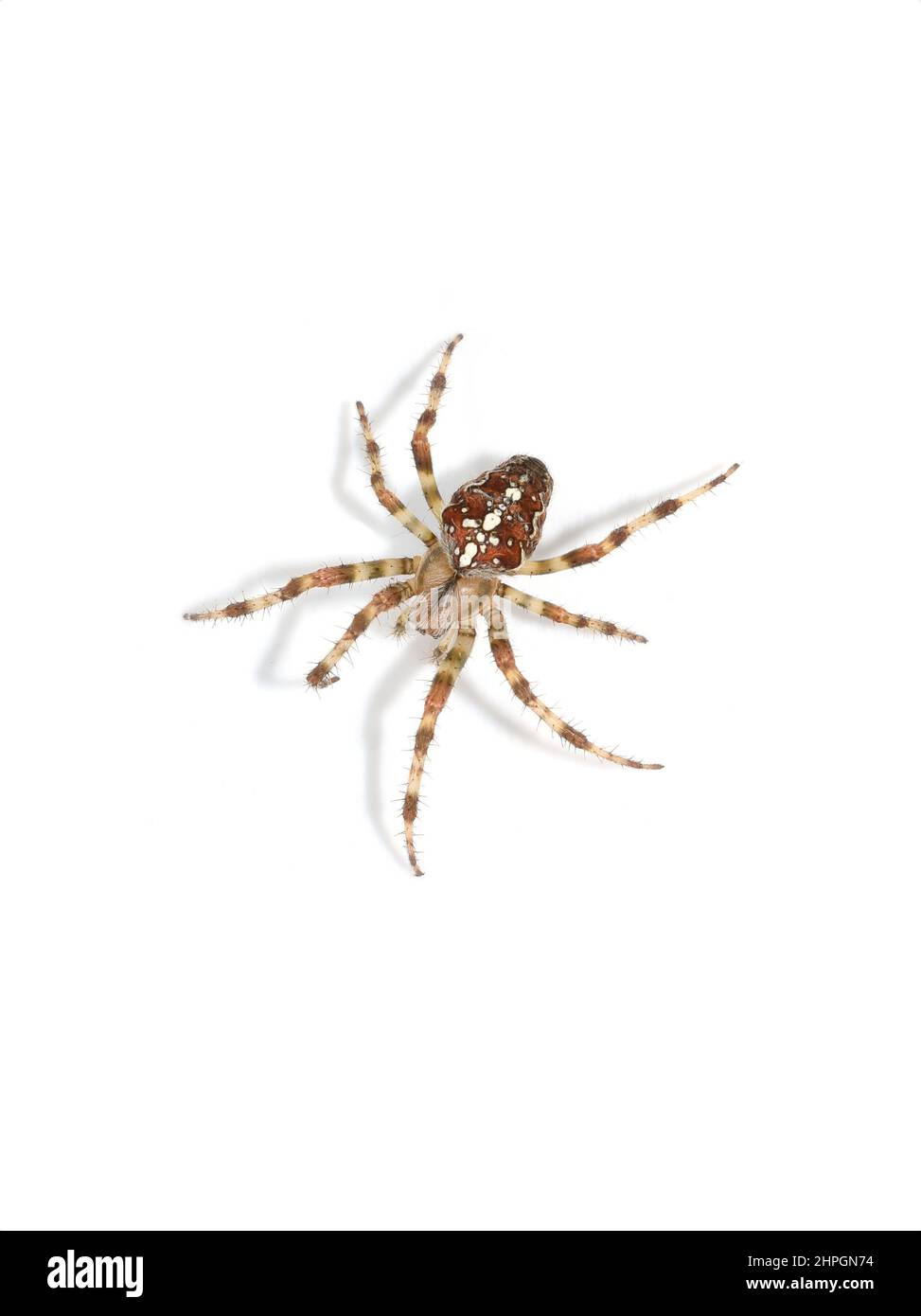 Spider with cross on the back hi-res stock photography and images - Alamy