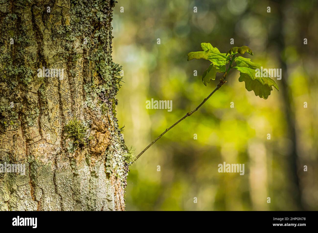 Small oak branch with a young bud and some green leaves Stock Photo - Alamy