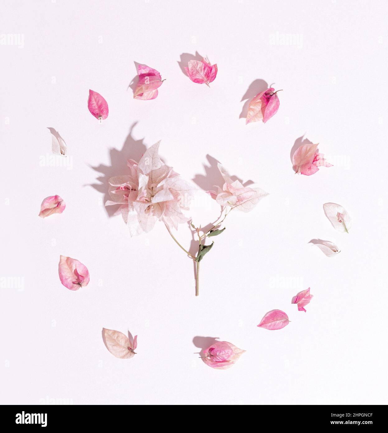 A sprig of bougainvillea in a circle of petals Stock Photo - Alamy
