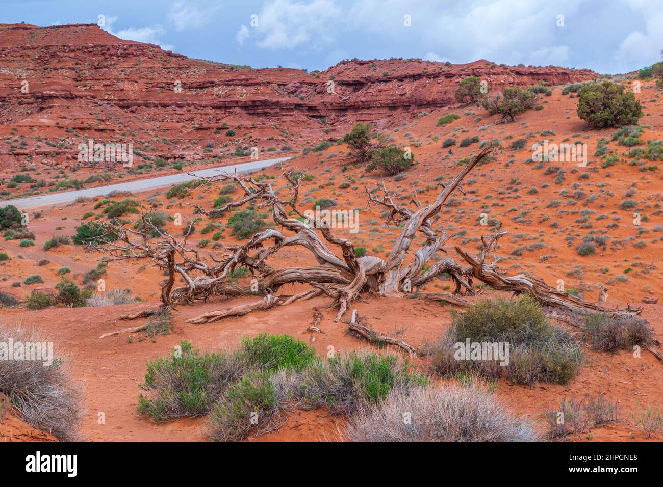 Remains of a dead tree in a desert landscape Stock Photo - Alamy