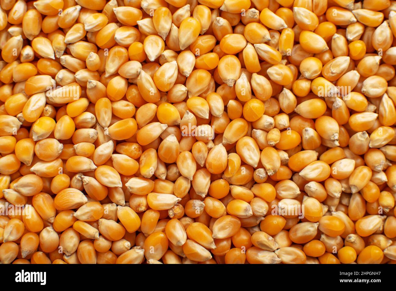 Dry raw corn kernels for making popcorn food background Stock Photo - Alamy