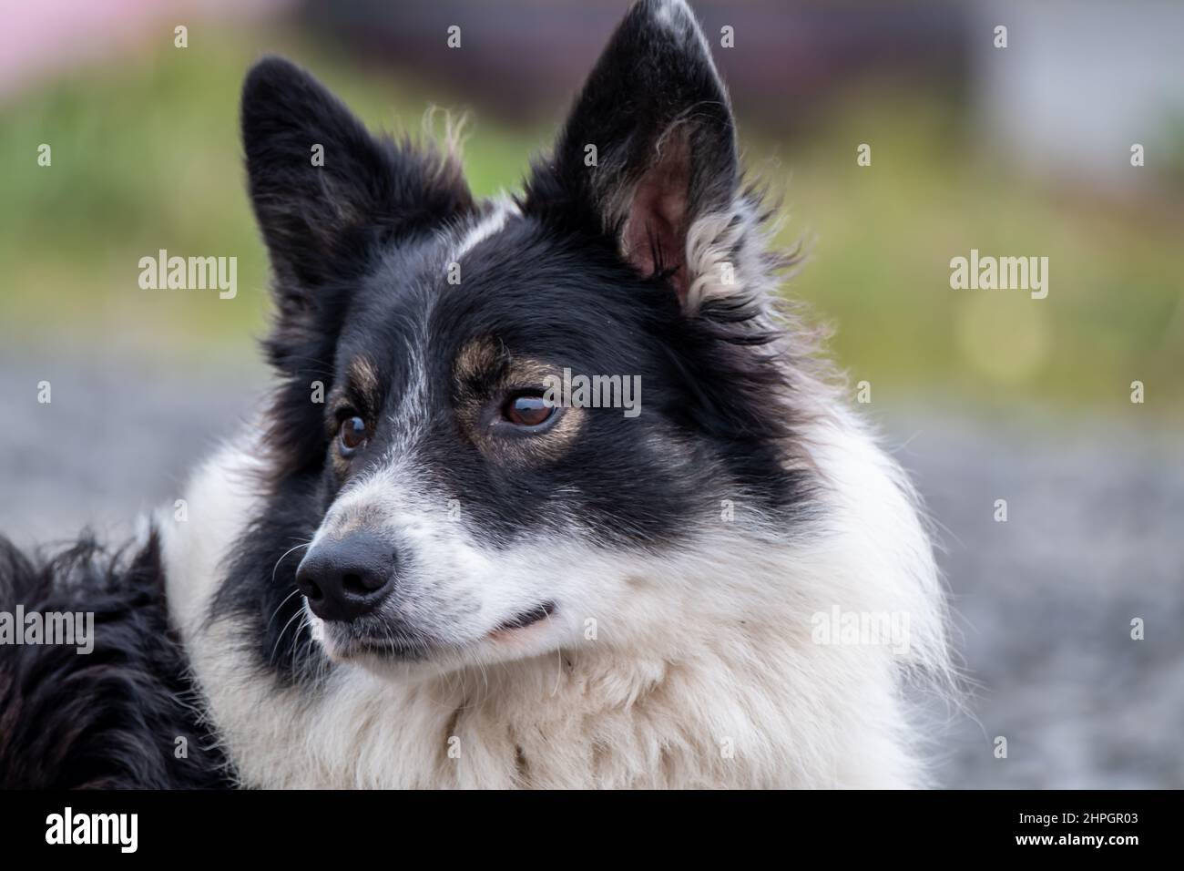 Border collie resting on the stones in Ireland Stock Photo - Alamy