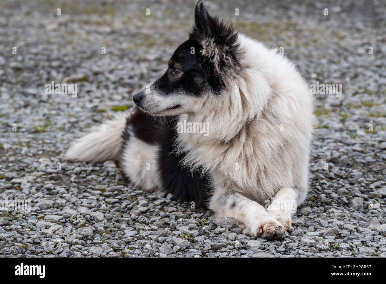 Border collie resting on the stones in Ireland Stock Photo - Alamy