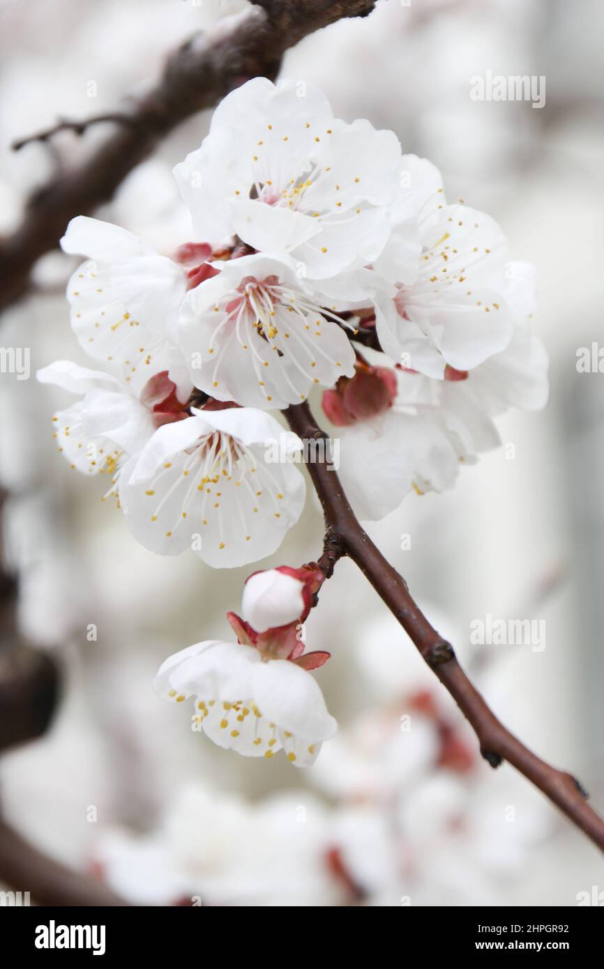 High key fruit tree hi-res stock photography and images - Alamy