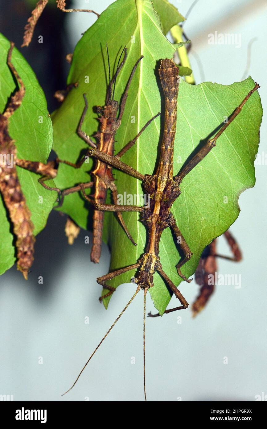 stick insect, Trachyaretaon sp "Aurora", aurora botsáska, Philippines ...
