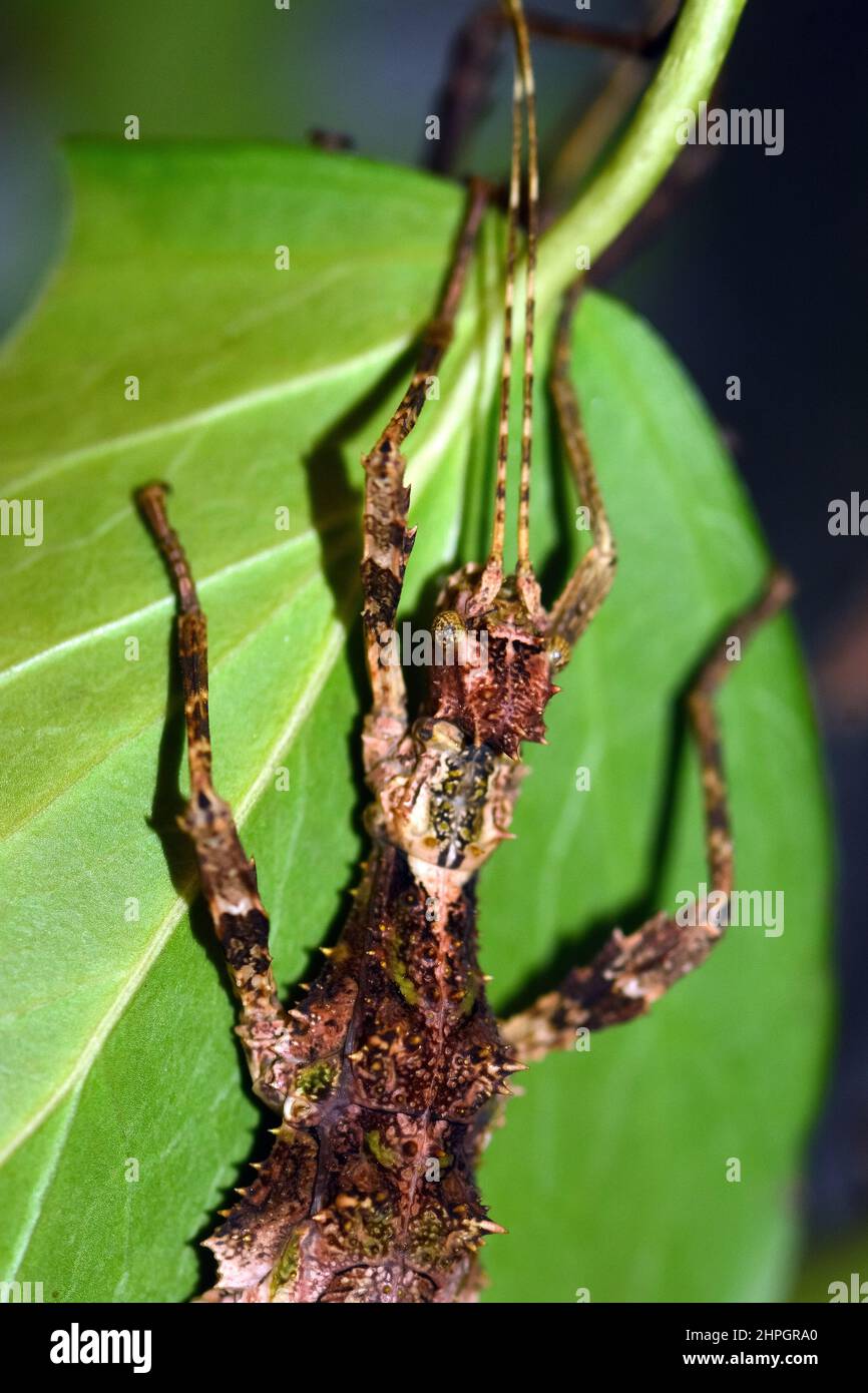Aurora botsaska hi-res stock photography and images - Alamy
