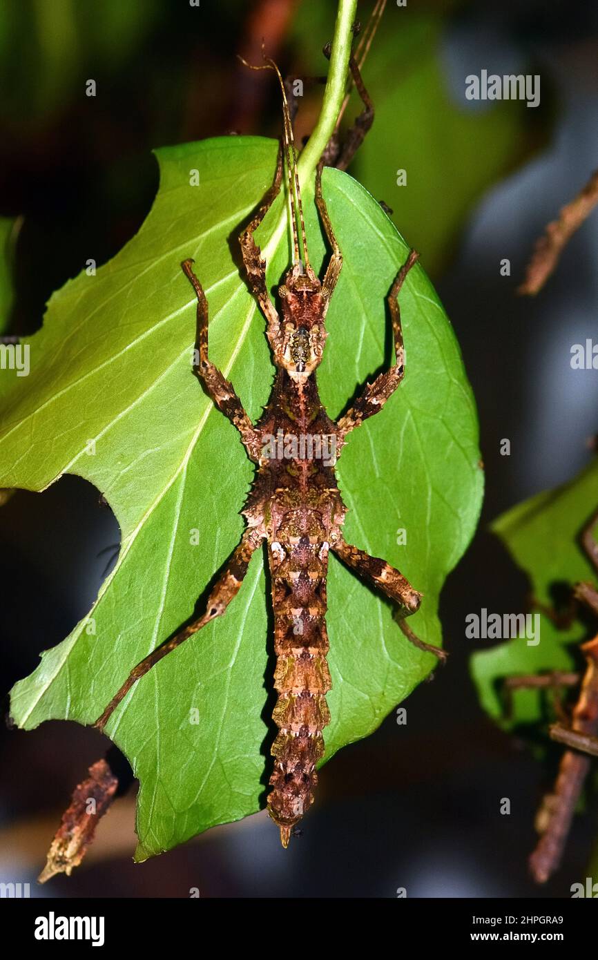 Trachyaretaon sp aurora hi-res stock photography and images - Alamy