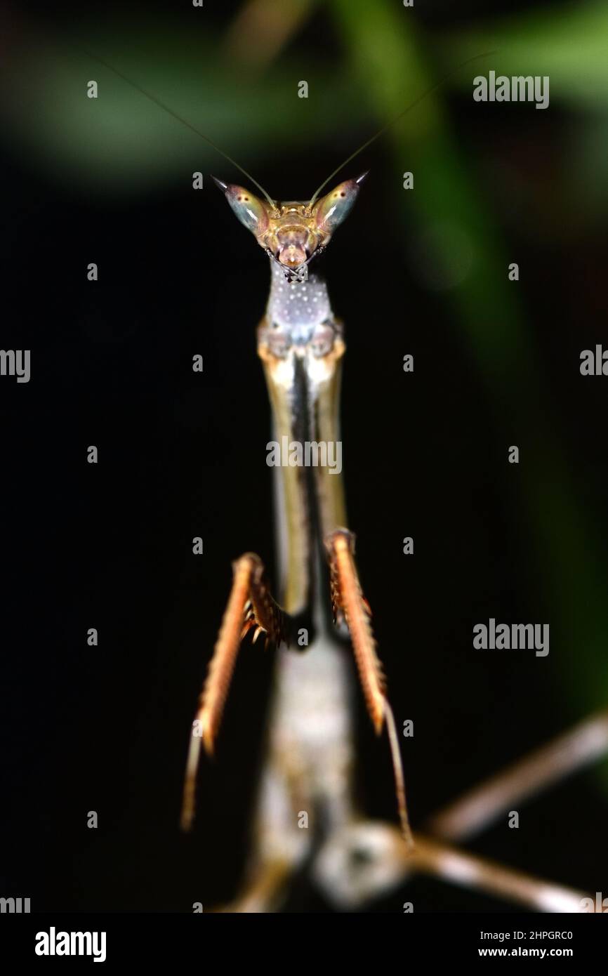 African Giant Stick Mantis, Cat Eyed Mantis, cat mantis, Heterochaeta ...