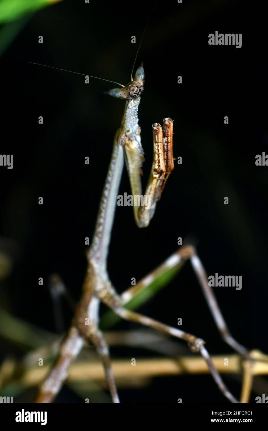 African Giant Stick Mantis, Cat Eyed Mantis, cat mantis, Heterochaeta ...