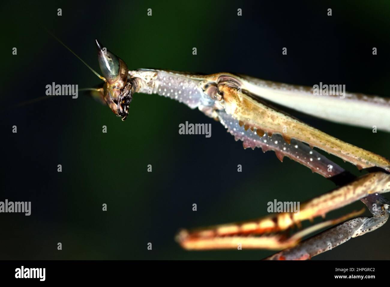 African Giant Stick Mantis, Cat Eyed Mantis, cat mantis, Heterochaeta ...