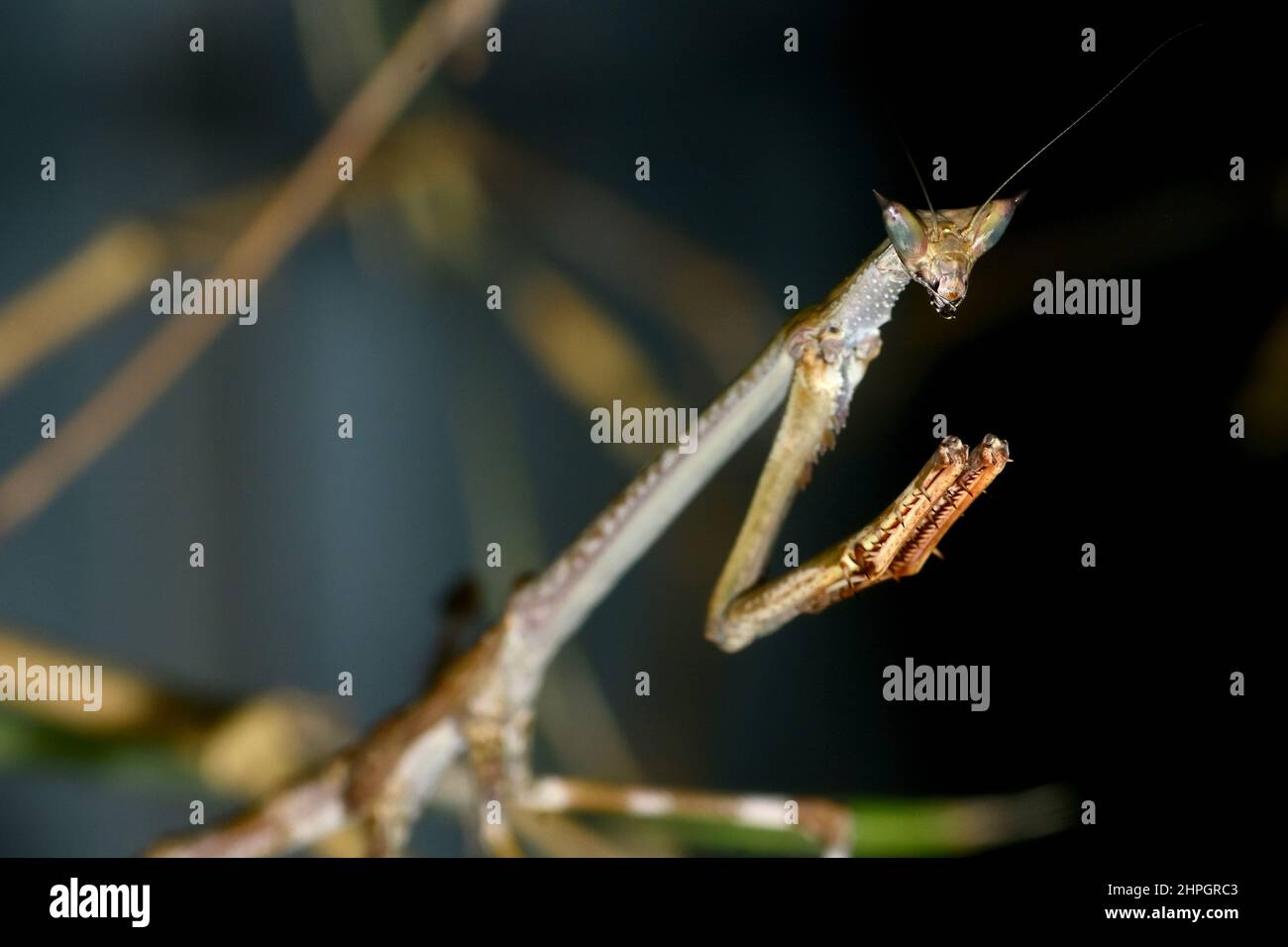 African Giant Stick Mantis, Cat Eyed Mantis, cat mantis, Heterochaeta ...