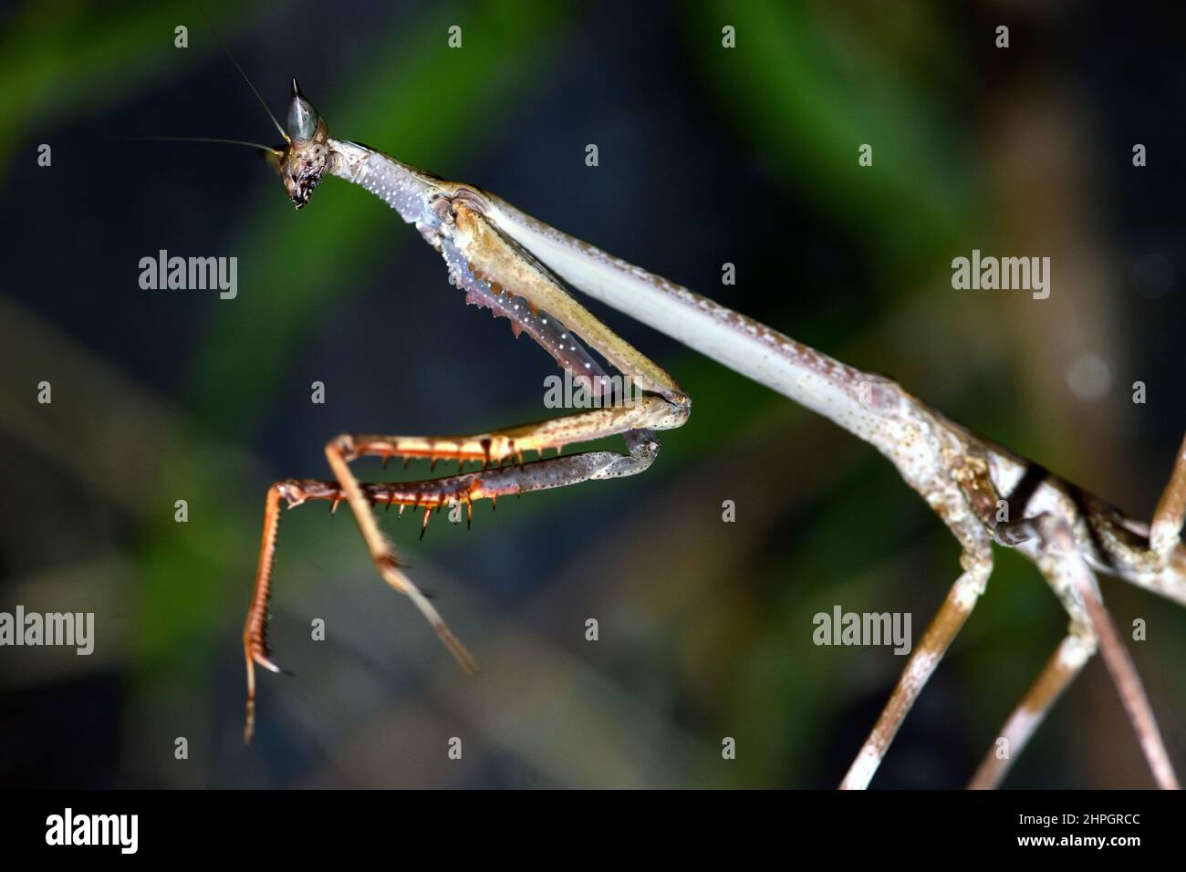 African Giant Stick Mantis, Cat Eyed Mantis, cat mantis, Heterochaeta ...