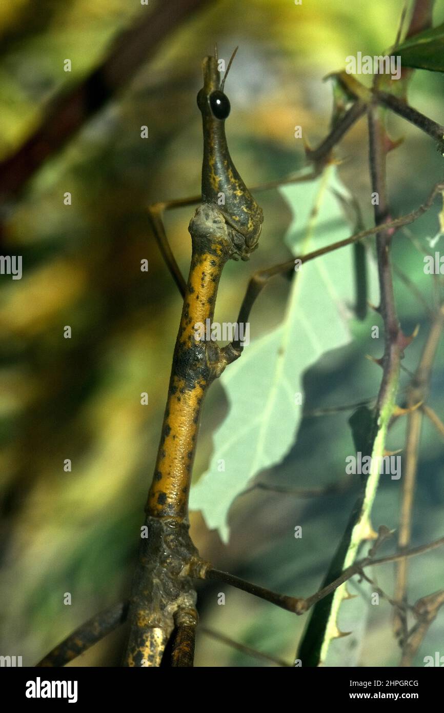 Horse-head grasshopper, Horsehead Grasshopper, stick grashoppers ...