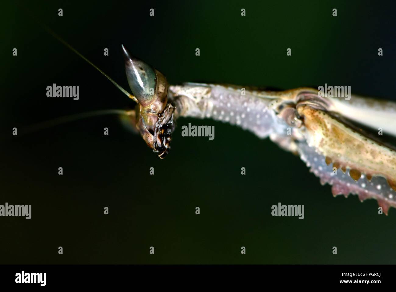 African Giant Stick Mantis, Cat Eyed Mantis, cat mantis, Heterochaeta ...