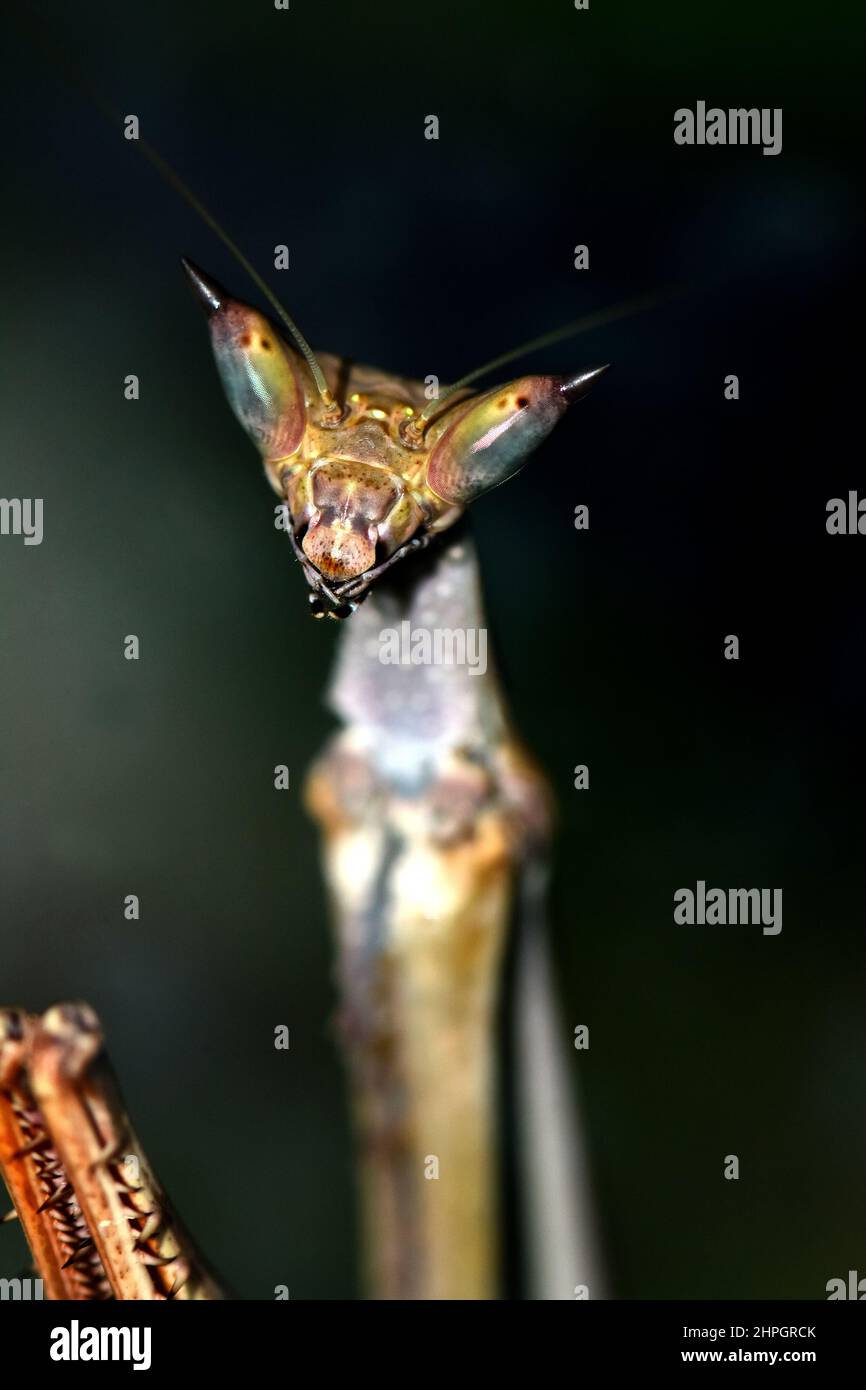 African Giant Stick Mantis, Cat Eyed Mantis, cat mantis, Heterochaeta ...