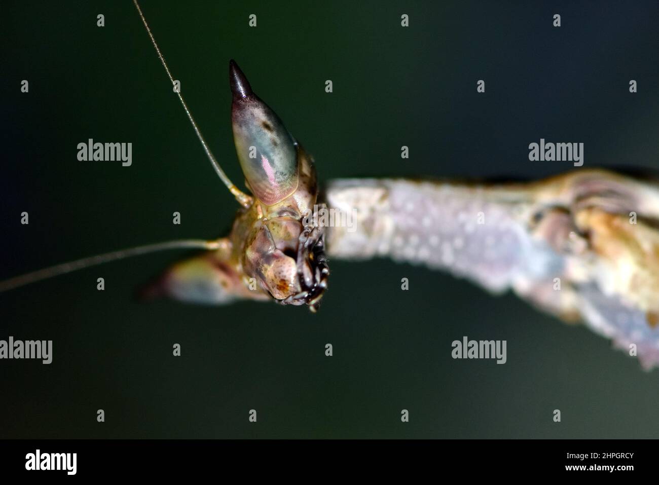 African Giant Stick Mantis, Cat Eyed Mantis, cat mantis, Heterochaeta ...