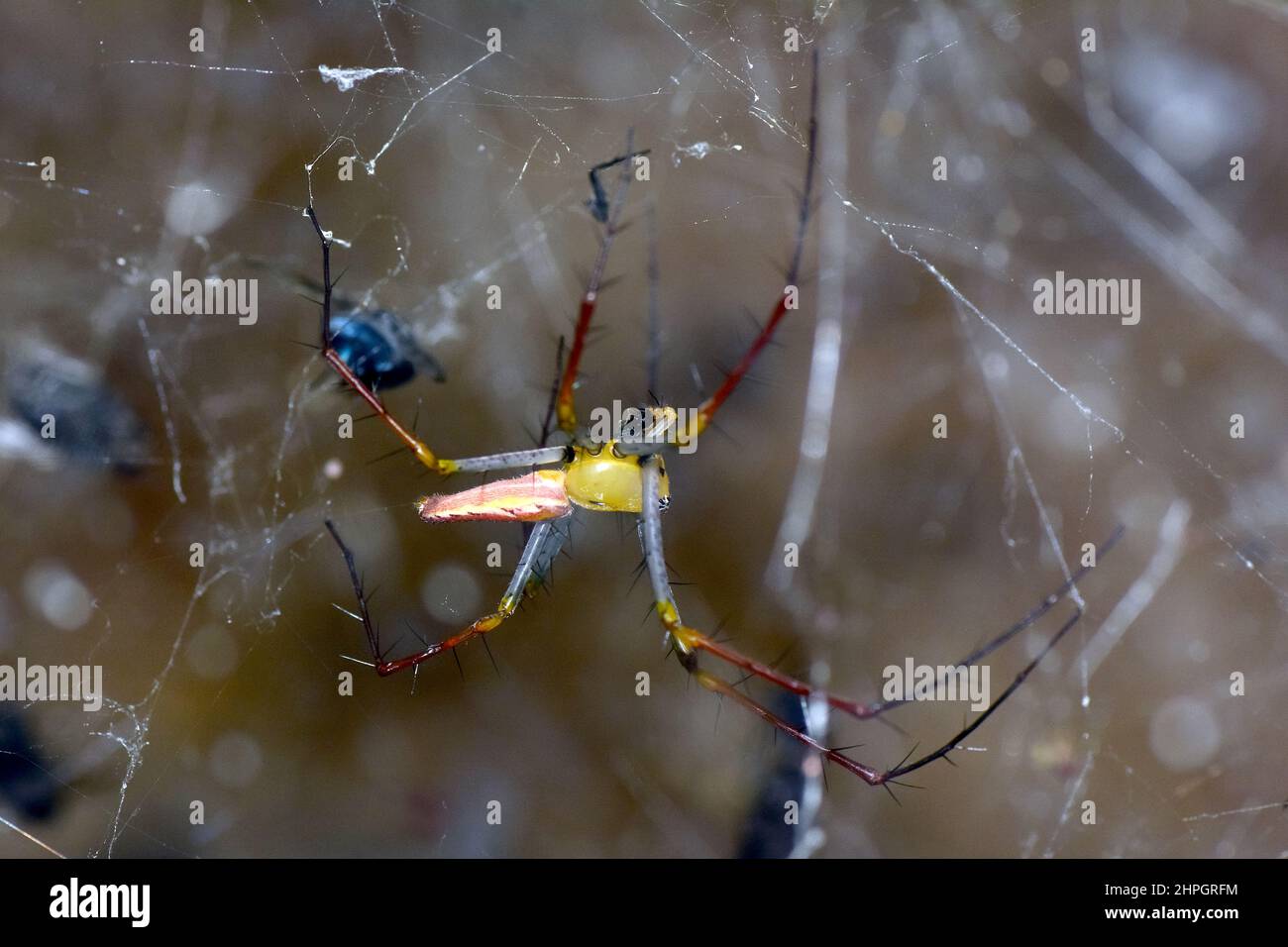 Malagasy green lynx spider, grüne Luchsspinne, Peucetia lucasi ...