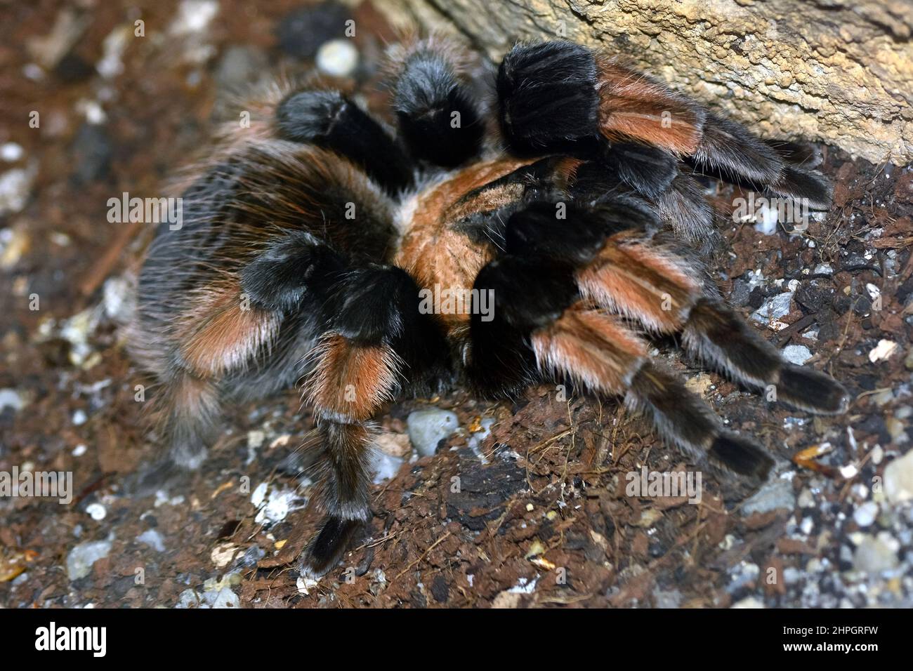 Mexican redleg or red-legged tarantula, Brachypelma emilia, mexikói ...
