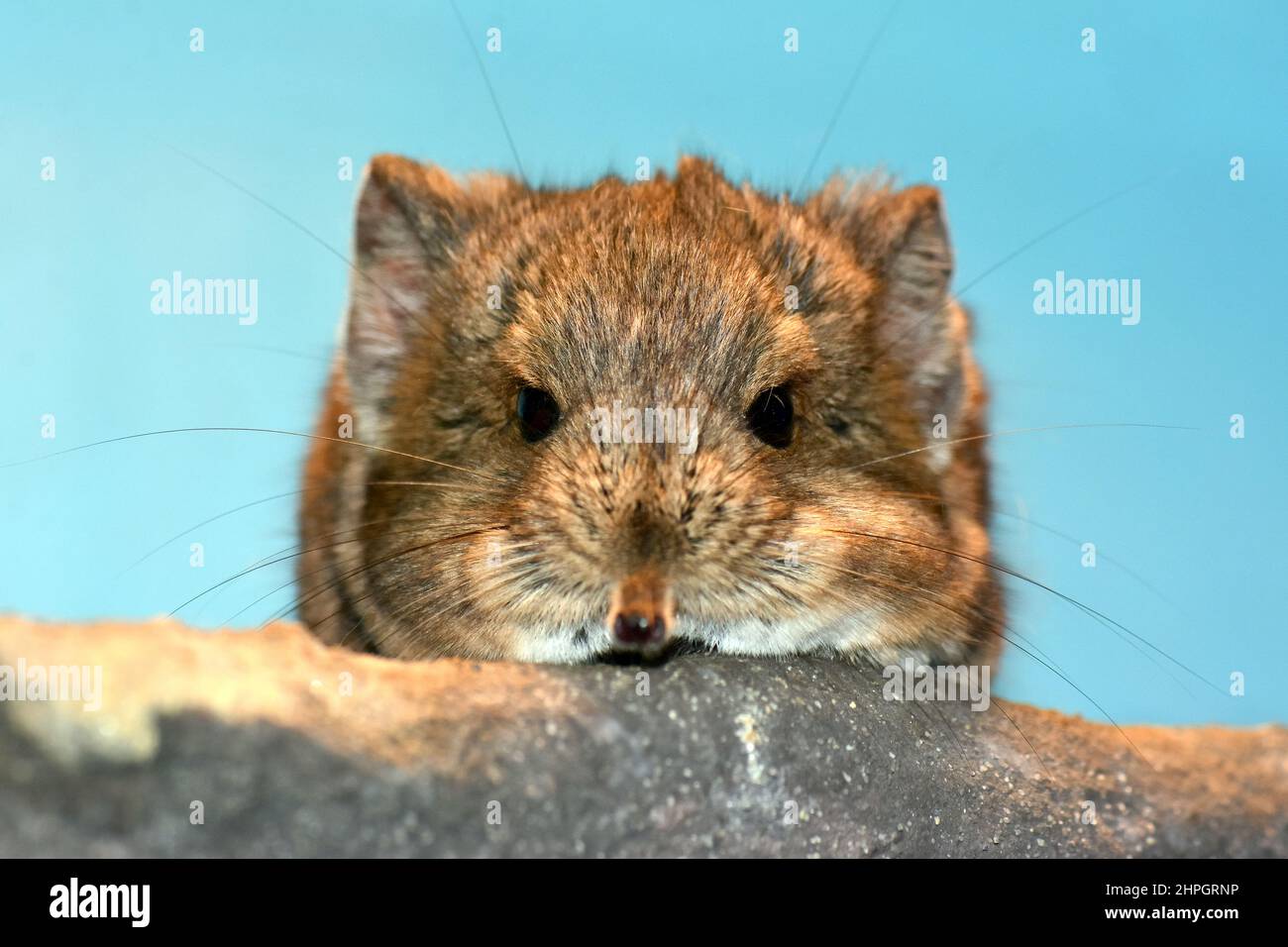 Round eared hi-res stock photography and images - Alamy