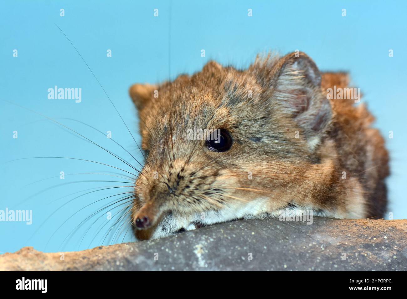 round-eared elephant shrew, round-eared sengi, Kurzohrrüsselspringer ...