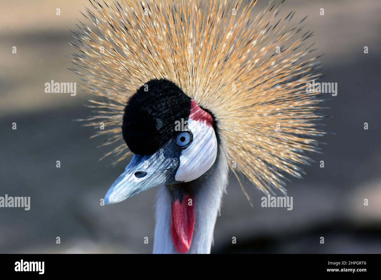 Grey crowned crane, Südafrika-Kronenkranich, Grue royale, Balearica ...
