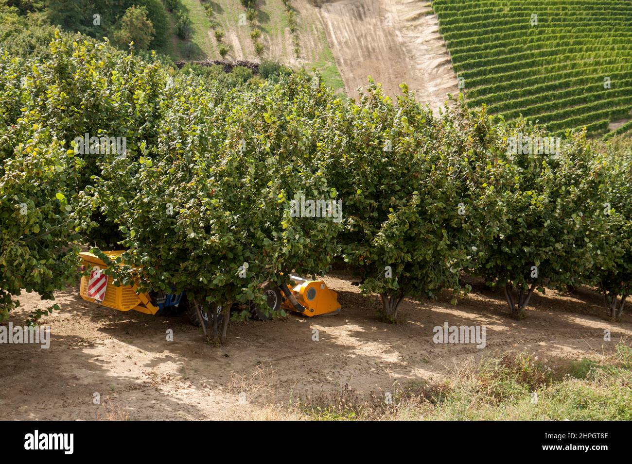 Hazelnut harvester in act Stock Photo - Alamy