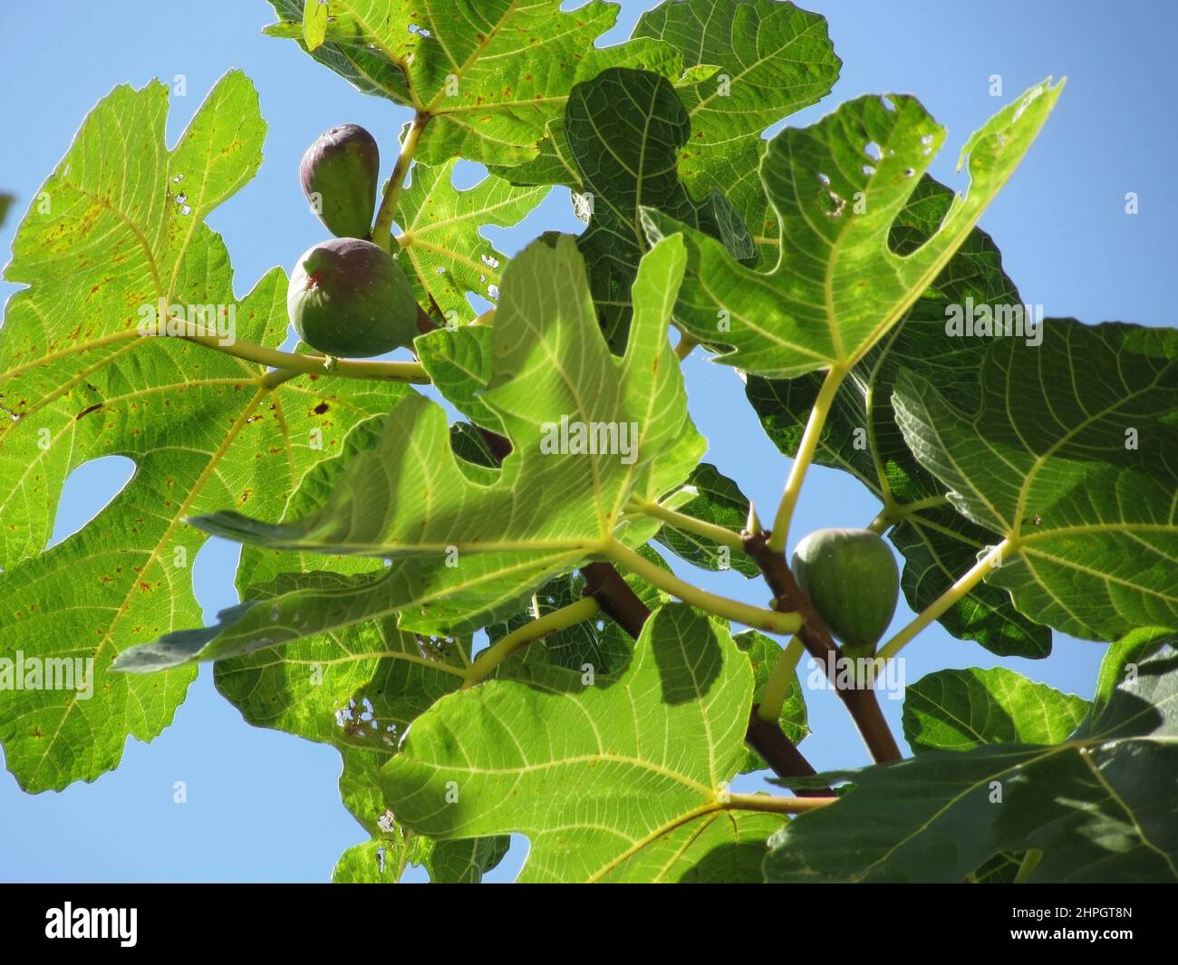Flowering figs hi-res stock photography and images - Alamy