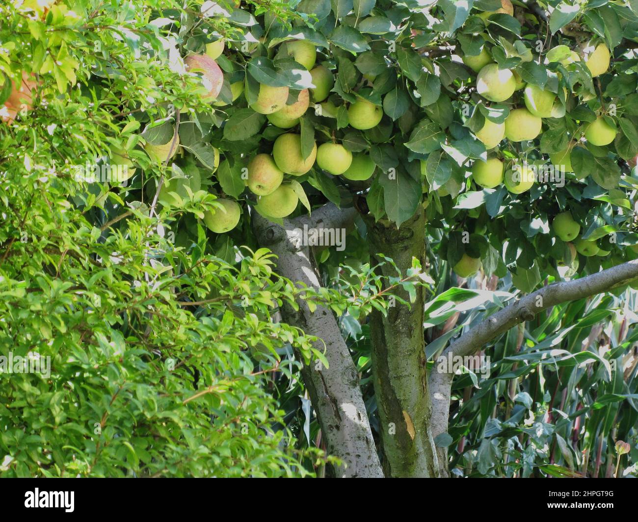 Budding pomegranate hi-res stock photography and images - Alamy