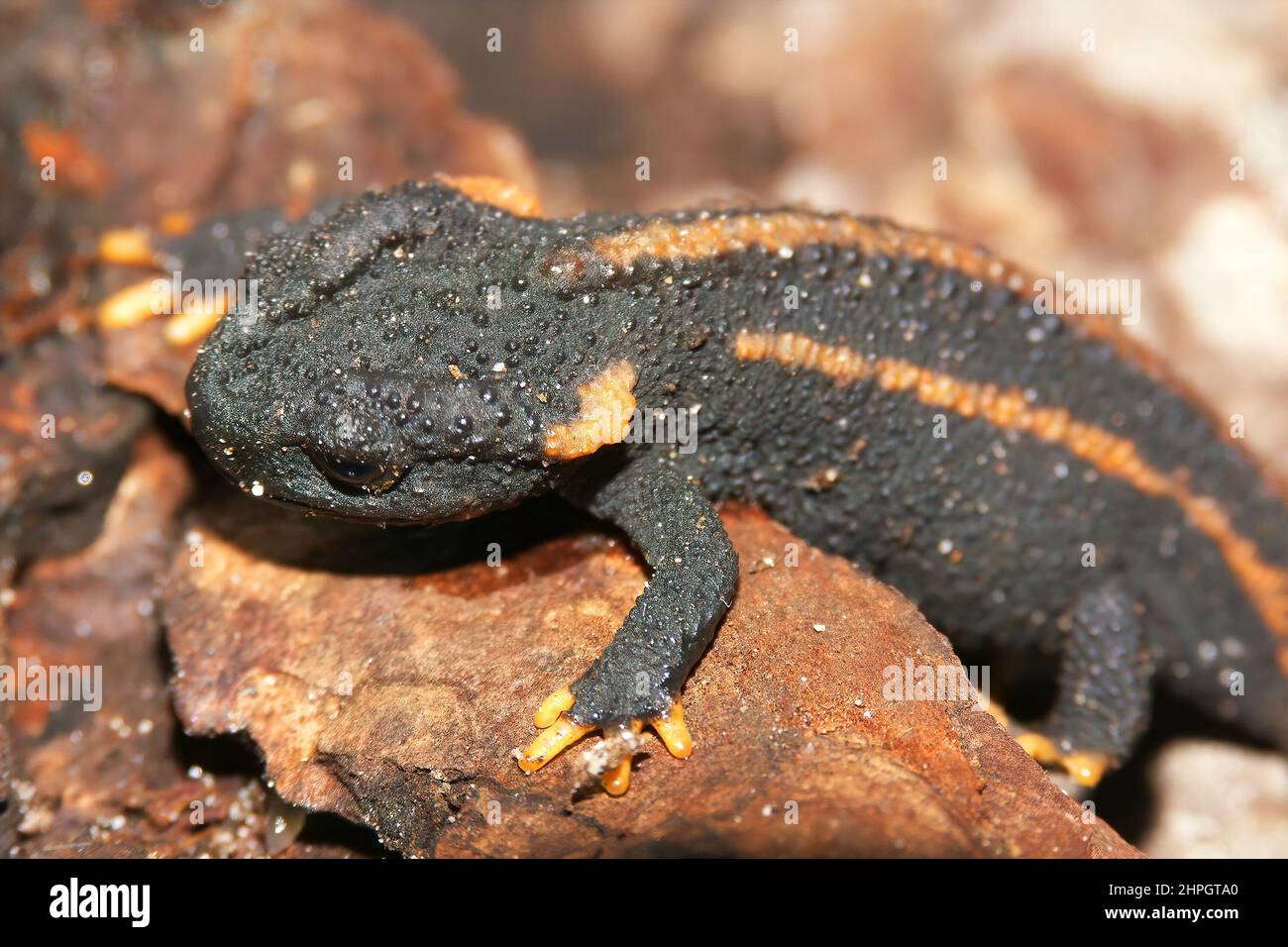 Closeup on a juvenile of the endangered Chinese Red-tailed Knobby Newt ...