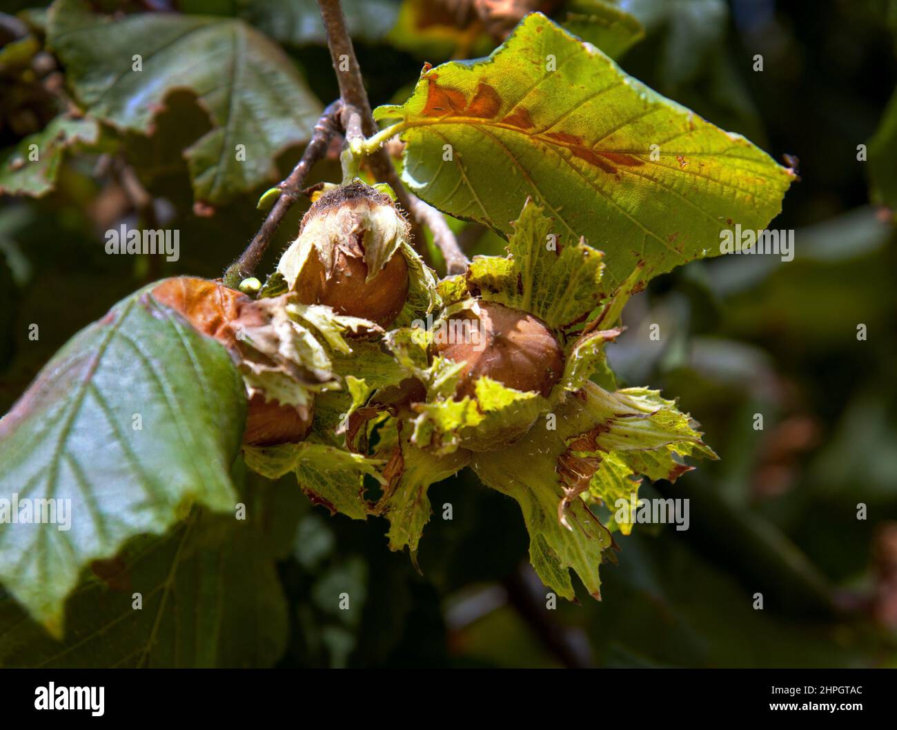 Hazelnuts on a tree just before harvesting Stock Photo - Alamy