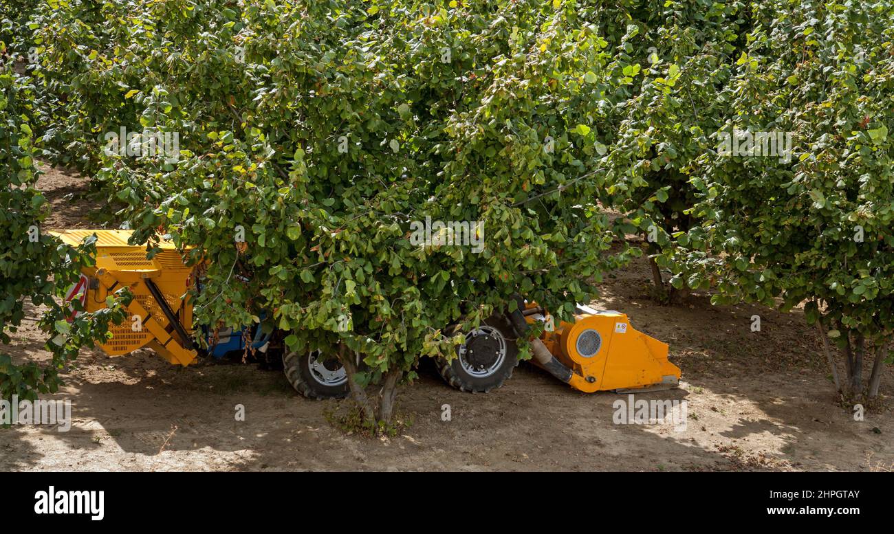 Hazelnut harvester in act Stock Photo - Alamy