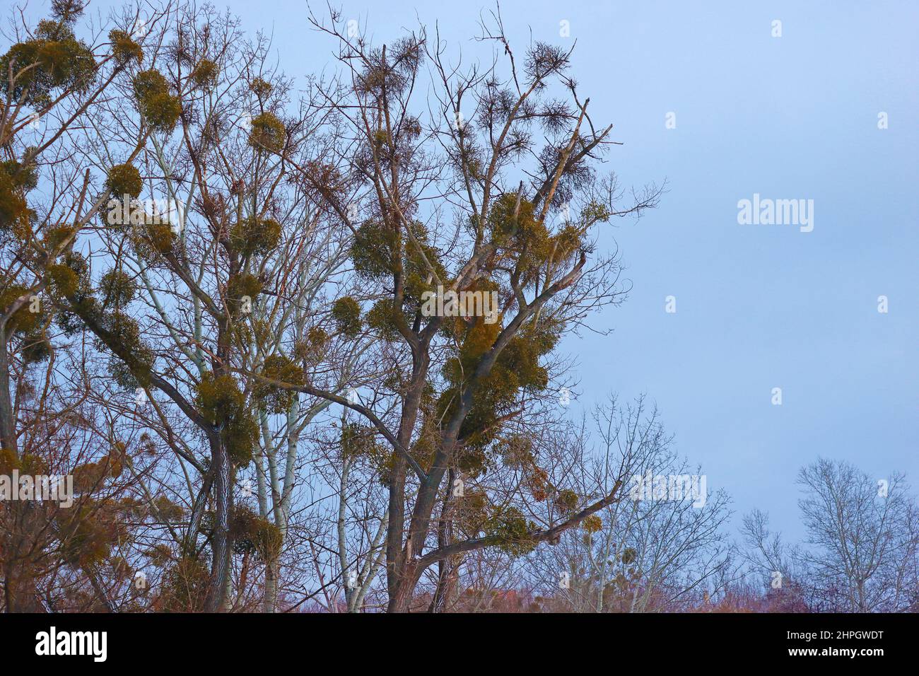 Viscum album or mistletoe is a hemiparasite on several species of trees ...