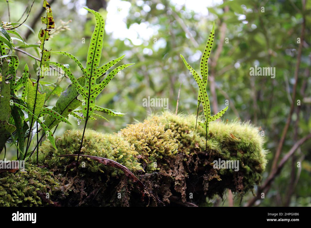 Forest plant on moss-covered ground in a forest in New Zealand Stock ...
