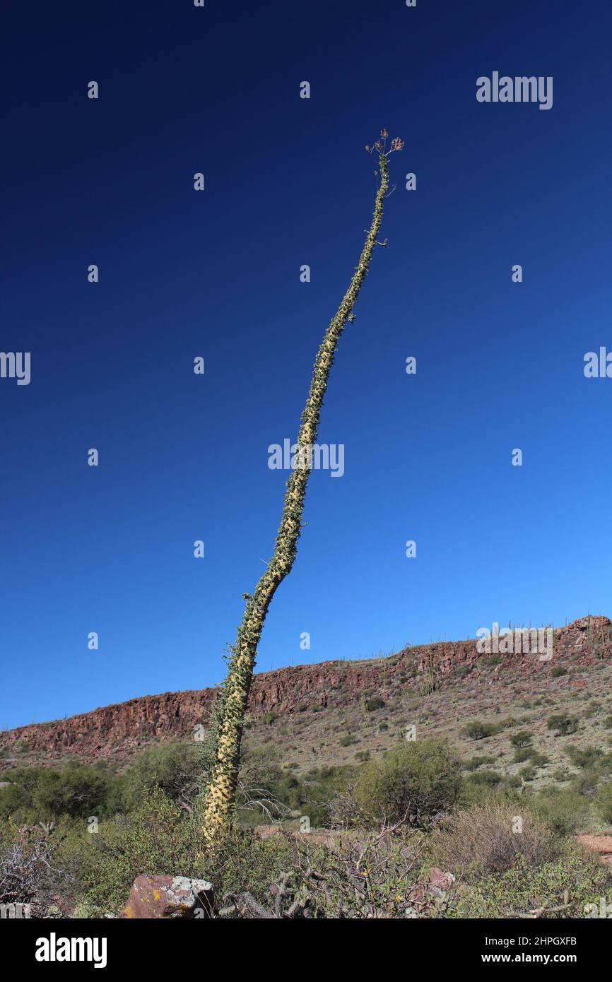 Boojum tree landscape Baja California Sur, Mexico Stock Photo - Alamy