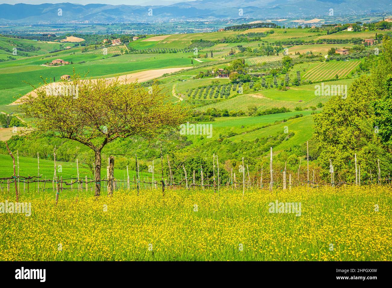 Landscape in Val d'Orcia valley of Tuscany in spring time, Italy Stock ...