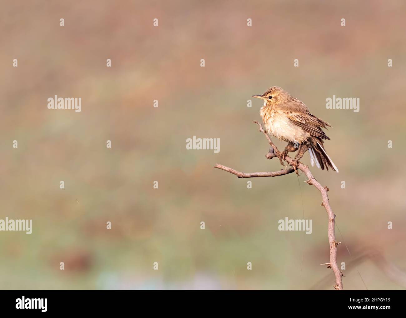 Field Pipit on a plant resting Stock Photo - Alamy