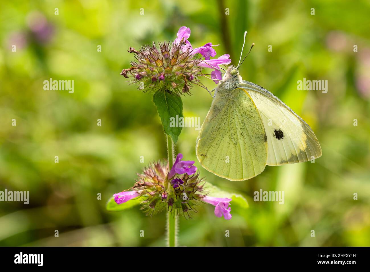 White and yellow cabbage butterfly with black dot, sitting on tiny ...