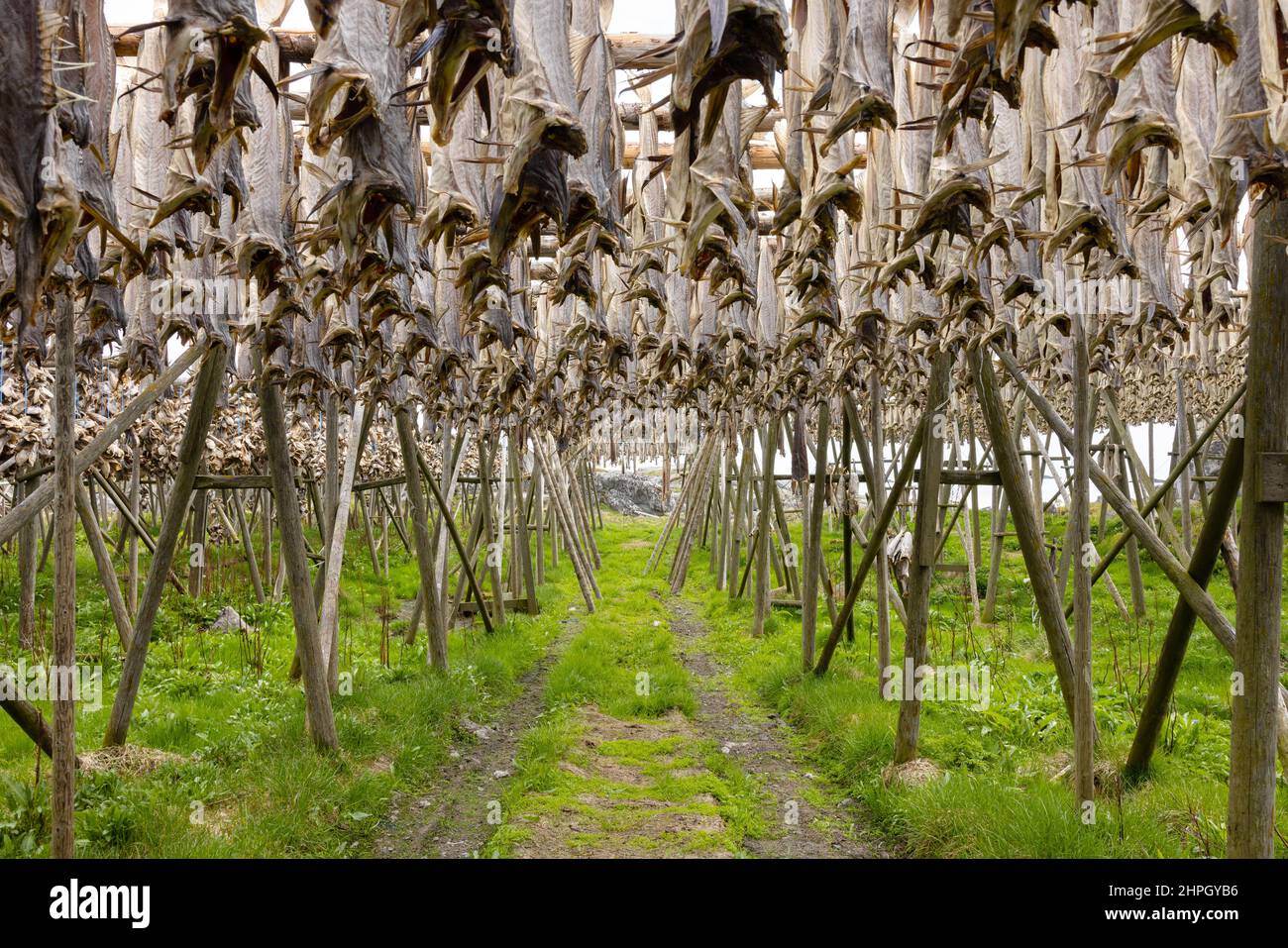 Cod fish drying on traditional wooden racks in the sun in Lofoten ...