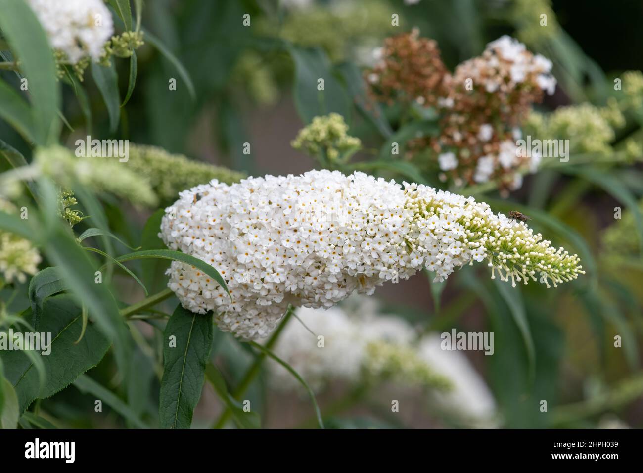 Close up of white flowers on a butterfly bush (buddleja davidii) shrub ...