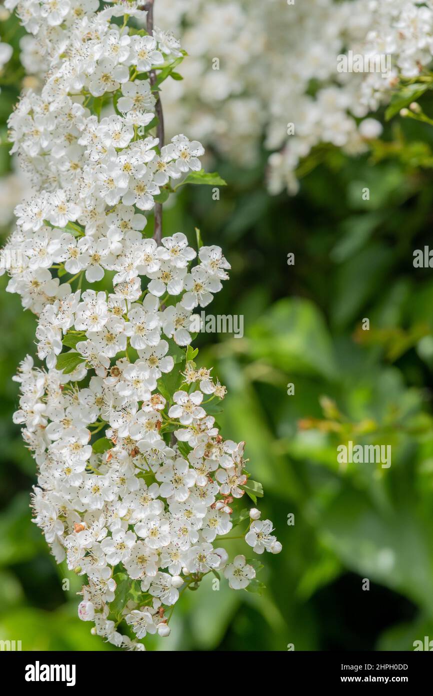 Close up of mayflower (crataegus laevigata) blossom Stock Photo - Alamy