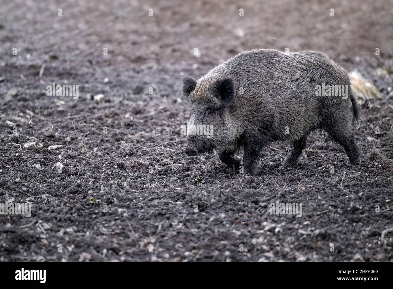 Wild boar in the evening hi-res stock photography and images - Alamy
