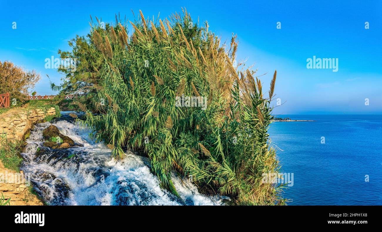 Reeds growing edge water hi-res stock photography and images - Alamy