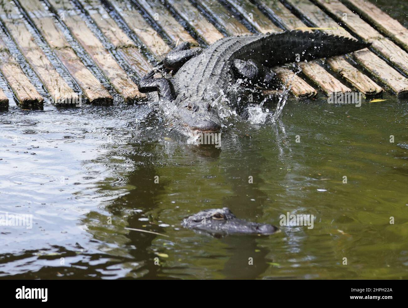 Florida Alligator Going Into The Water Stock Photo - Alamy