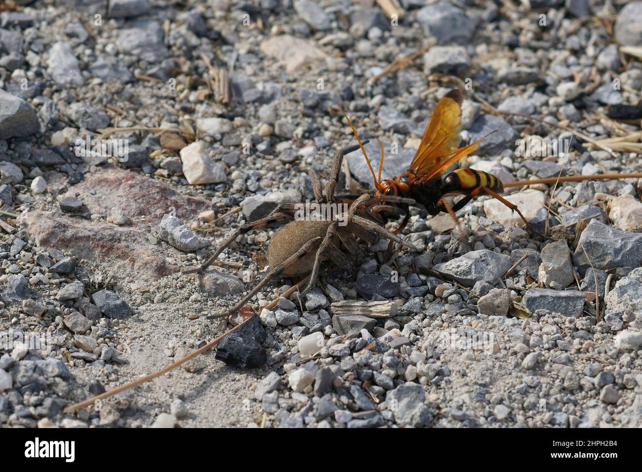 Closeup on a large and colorful spider hunting wasp, Cryptocheilus ...