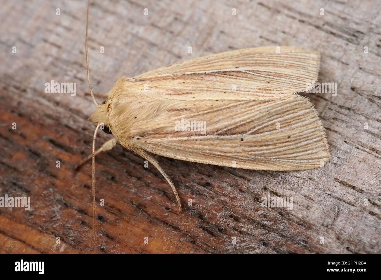 Smoky wainscot hi-res stock photography and images - Alamy