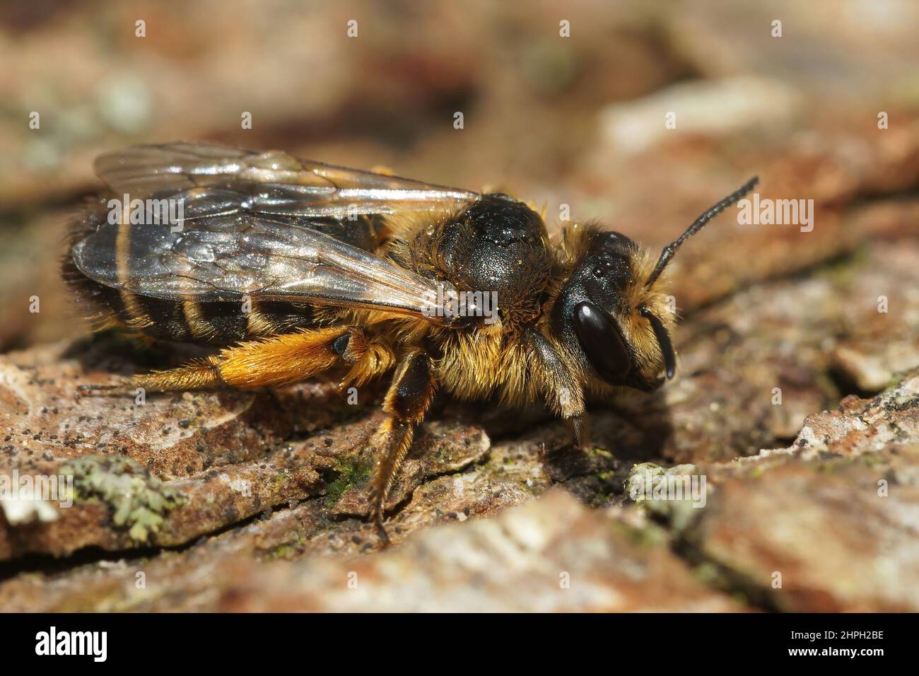Closeup on a cute female Yellow legged mining bee, Anderna flavipes ...