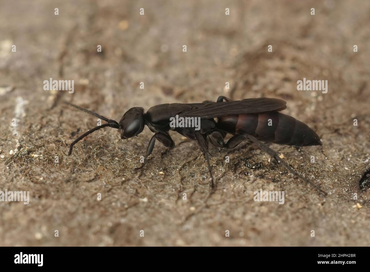 Spider hunting wasp pompilidae hi-res stock photography and images - Alamy