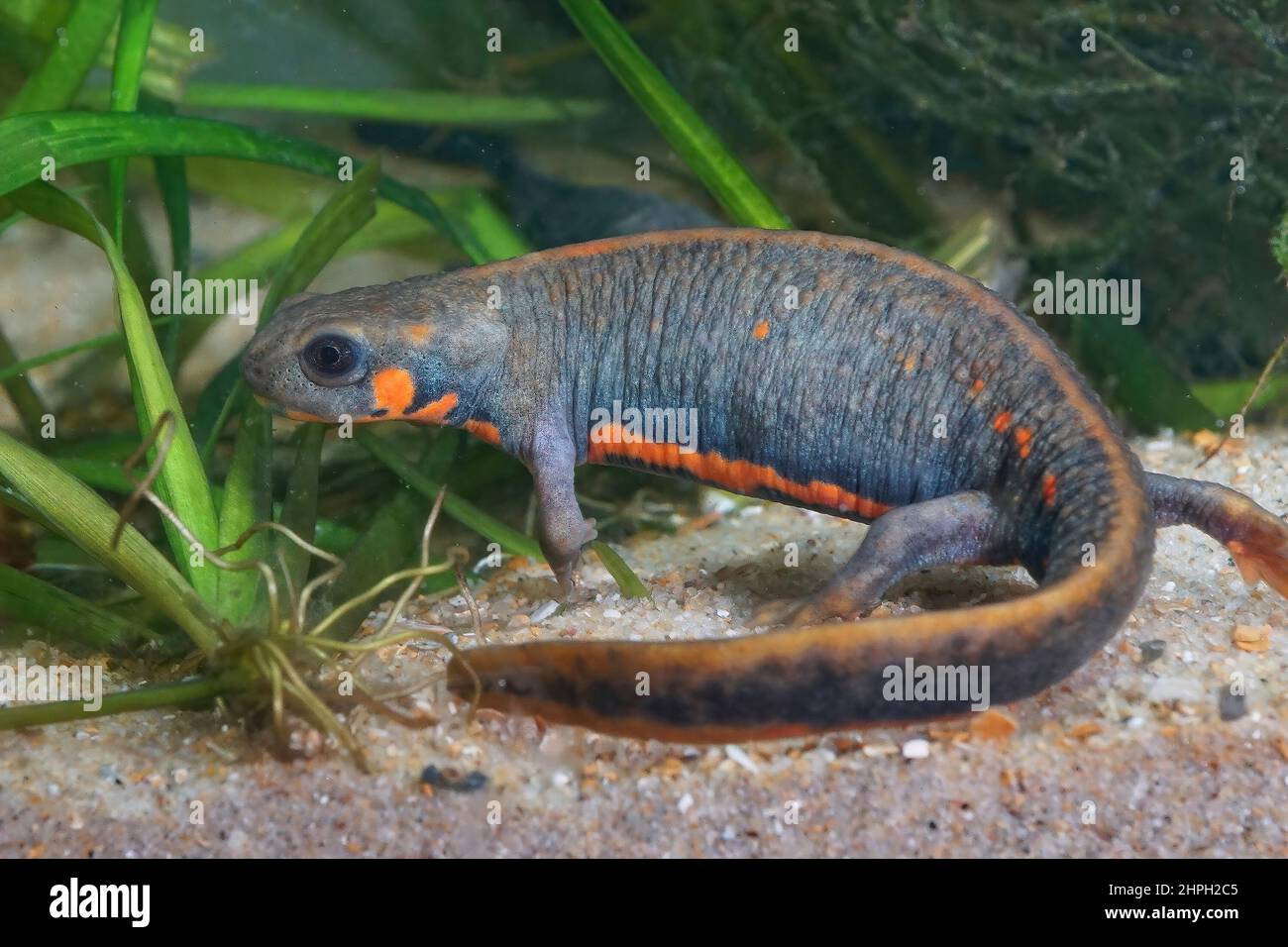 Closeup on an aquatic gravid female Chinese Blue -tailed fire-bellied ...