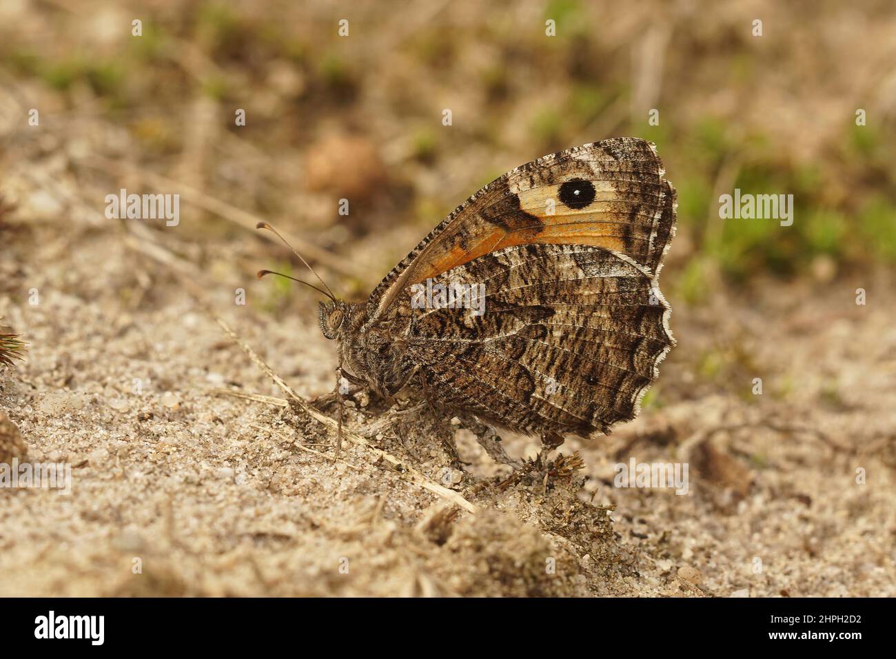 Closeup on a Grayling butterfly, Hipparchia semele sitting with closed ...