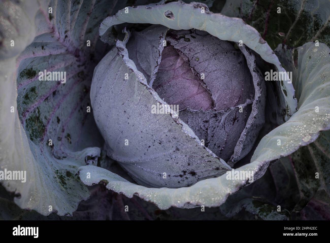 red cabbage in a garden Stock Photo - Alamy